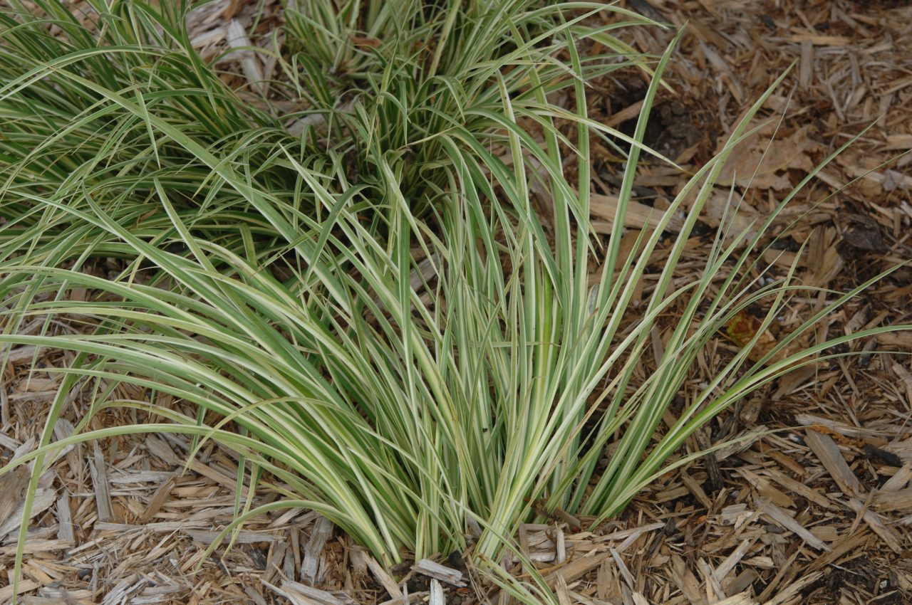ACORUS gramineus ‘Variegatus’ – BELLE ANGELIQUE – SWEET FLAG - Jardins ...