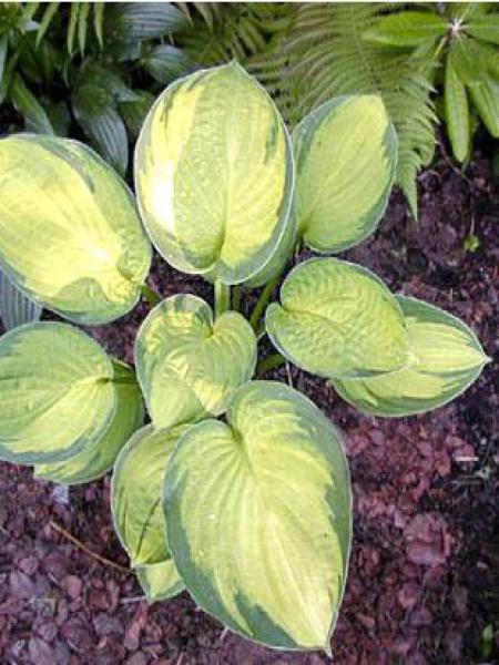 HOSTA 'White Feather'- Hosta- Hosta - Jardins Michel Corbeil