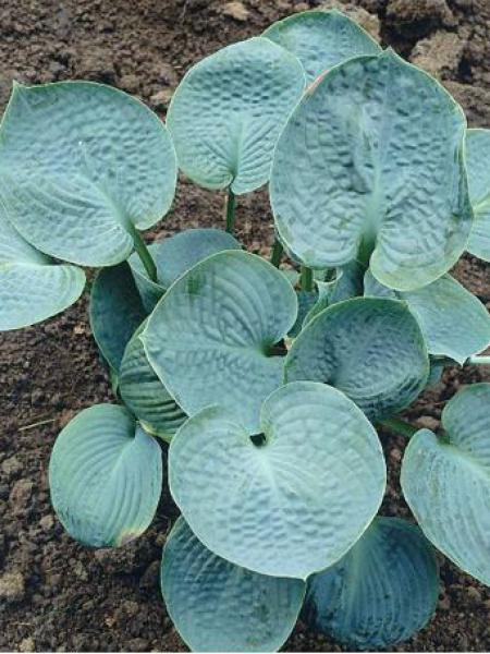 HOSTA ‘Love Pat’ - Jardins Michel Corbeil