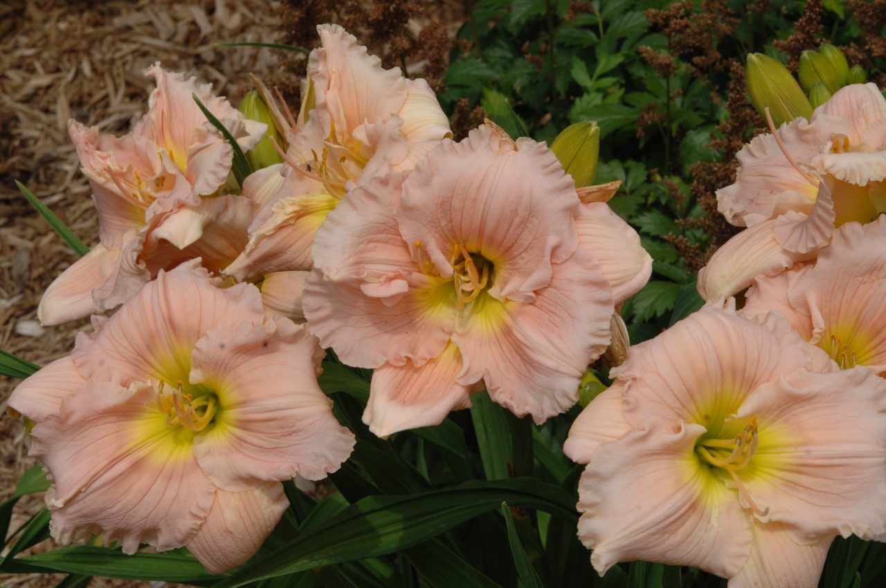 HEMEROCALLIS ‘Barbara Mitchell’ – Lis d’un jour – Daylily - Jardins Michel Corbeil
