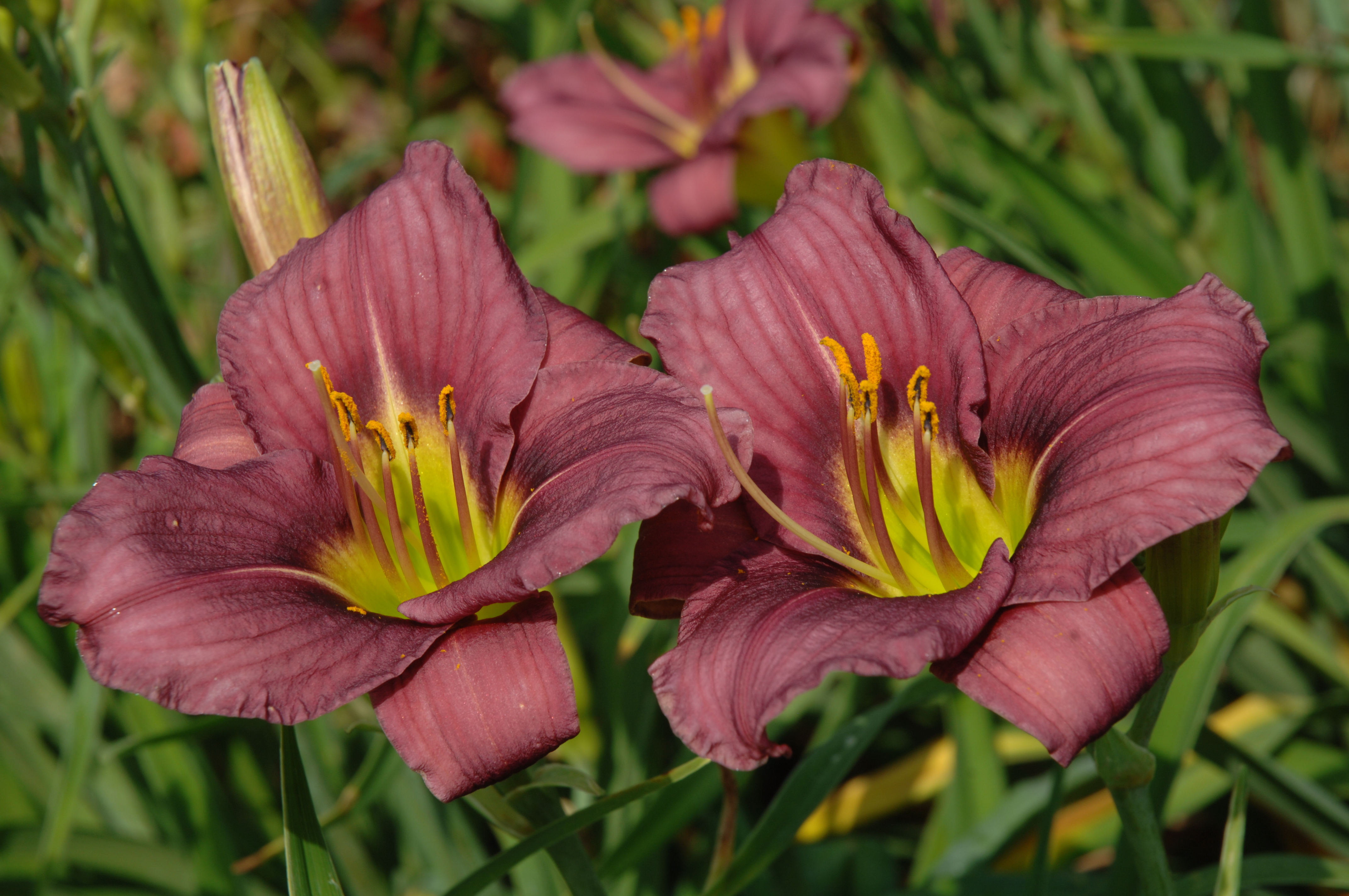 HEMEROCALLIS ‘Little Grapette’ – Lis d’un jour – Daylily - Jardins ...