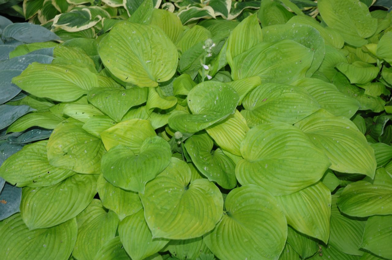HOSTA ‘August Moon’ - Jardins Michel Corbeil
