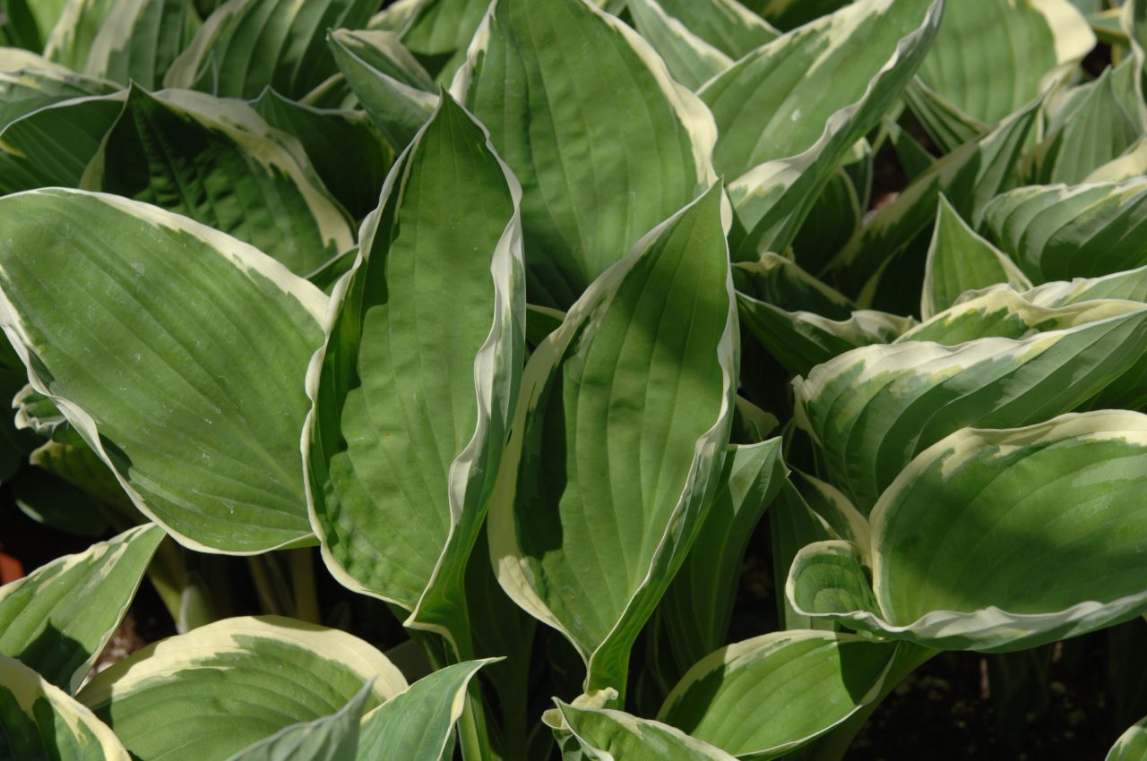 HOSTA ‘Francee’ - Jardins Michel Corbeil