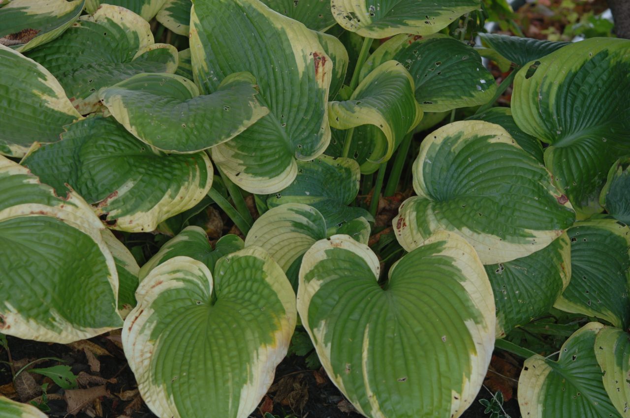 HOSTA ‘Frances Williams’ (sieboldiana) - Jardins Michel Corbeil