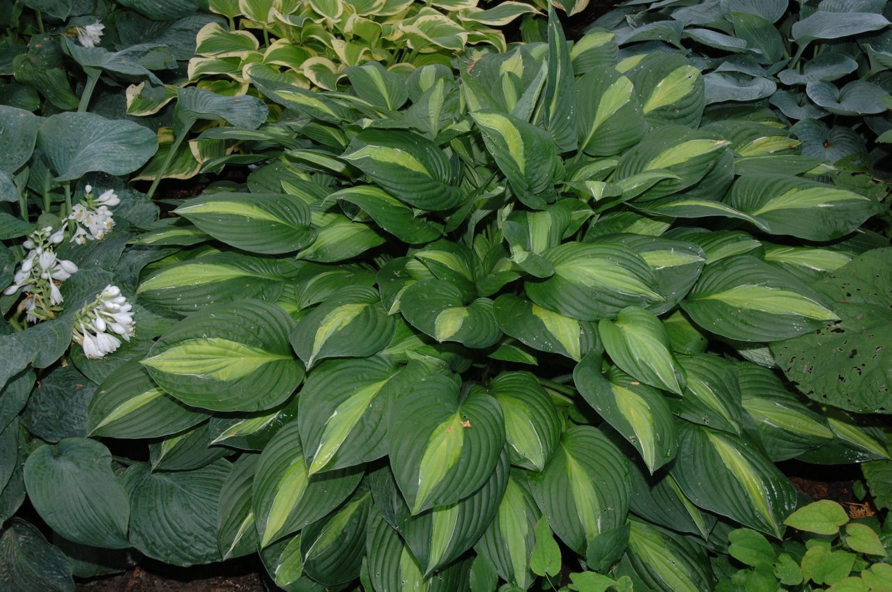 HOSTA ‘Striptease’ - Jardins Michel Corbeil