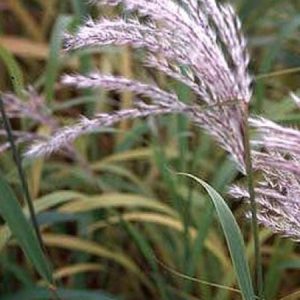 Panicum virgatum ‘Prairie Fire’ – Panic raide – Switch Grass – Jardins ...
