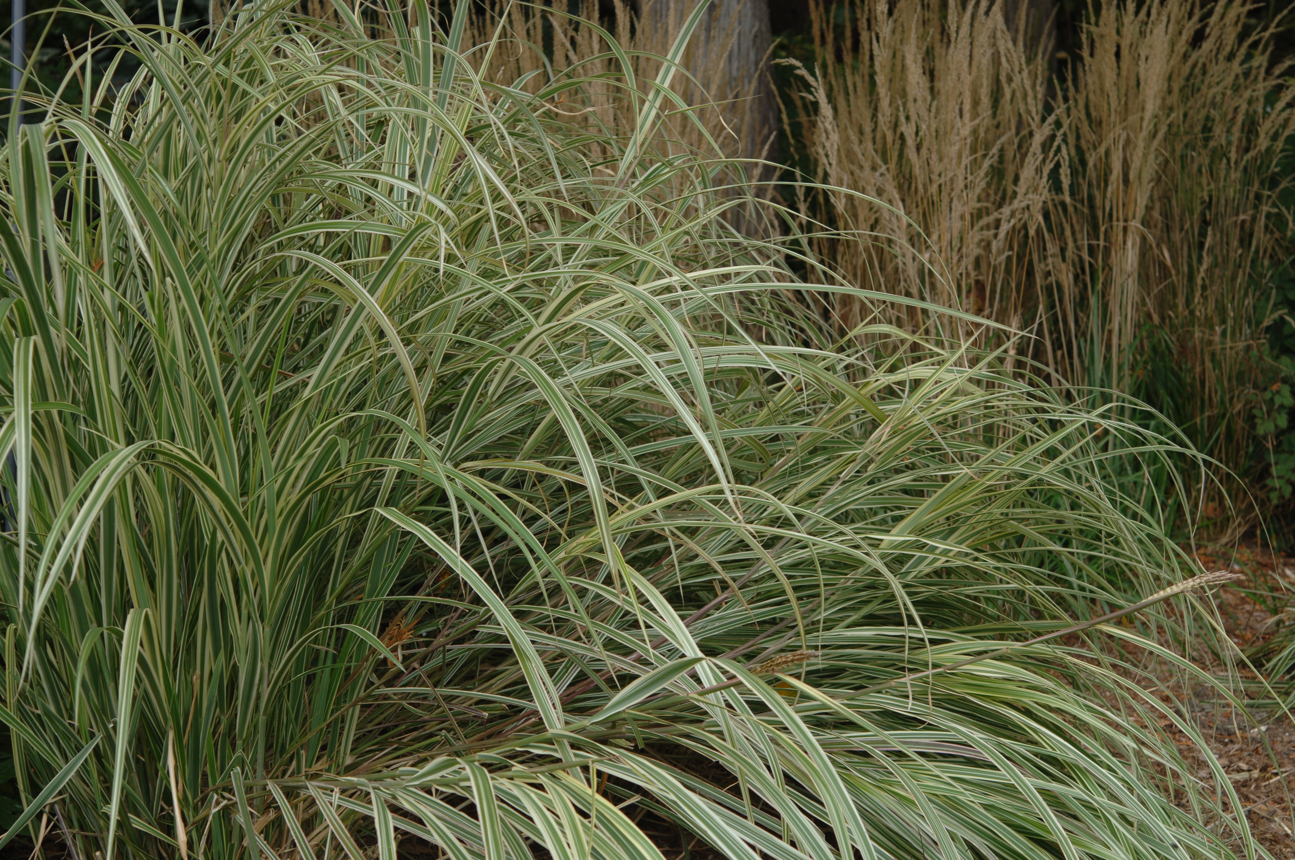 MISCANTHUS ‘Variegatus’ (sinensis) – Roseau de Chine – Variegated ...