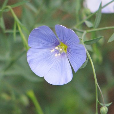 LINUM perenne 'Nanum Saphir' - Jardins Michel Corbeil