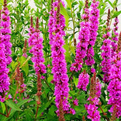 LYTHRUM salicaria 'Robert' - Jardins Michel Corbeil