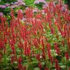 PERSICARIA amplexicaulis 'Firetail' – RENOUÉE – FLEECE FLOWER - Jardins ...
