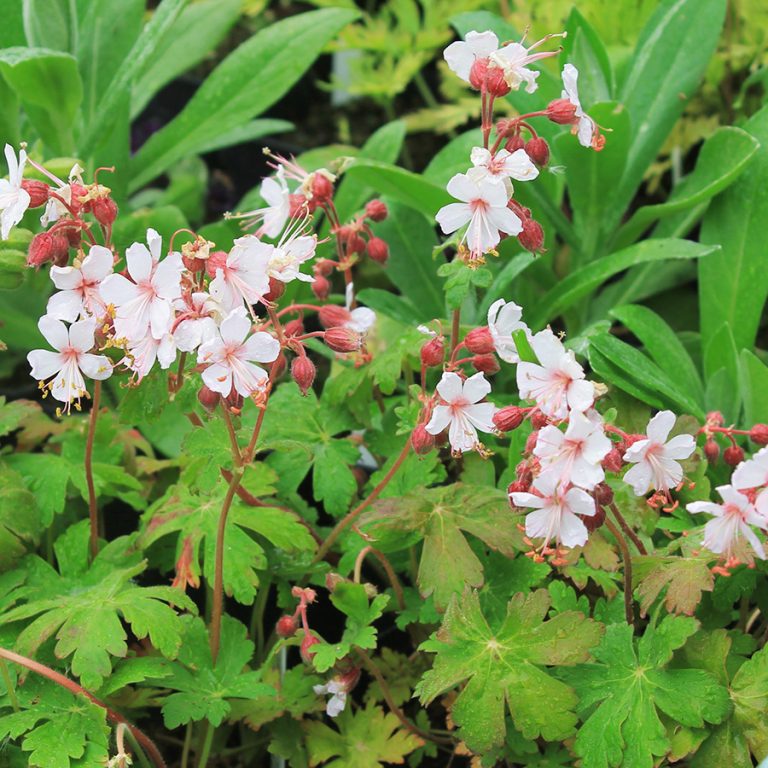 GERANIUM MACRORRHIZUM "Album"-Géranium viva -Bigroot Geranium ...