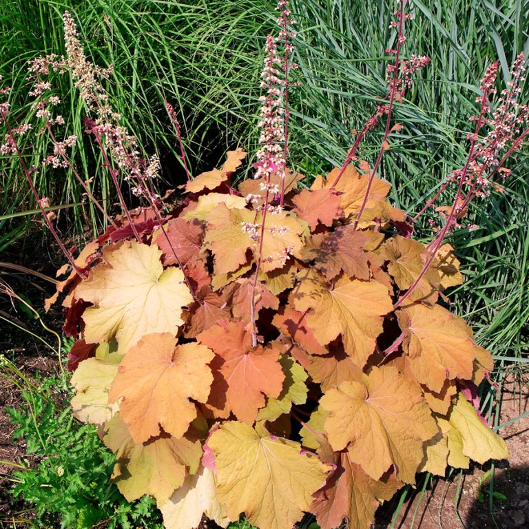 HEUCHERA "Mega Caramel"-Heuchère- Coral Bells - Jardins Michel Corbeil
