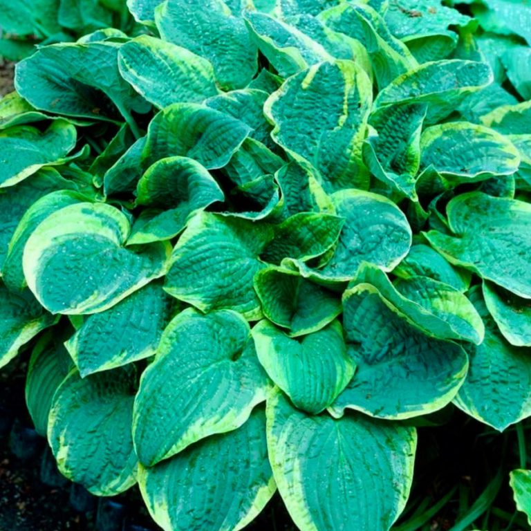 HOSTA "Christmas Tree" - Plantain Lily - Jardins Michel Corbeil