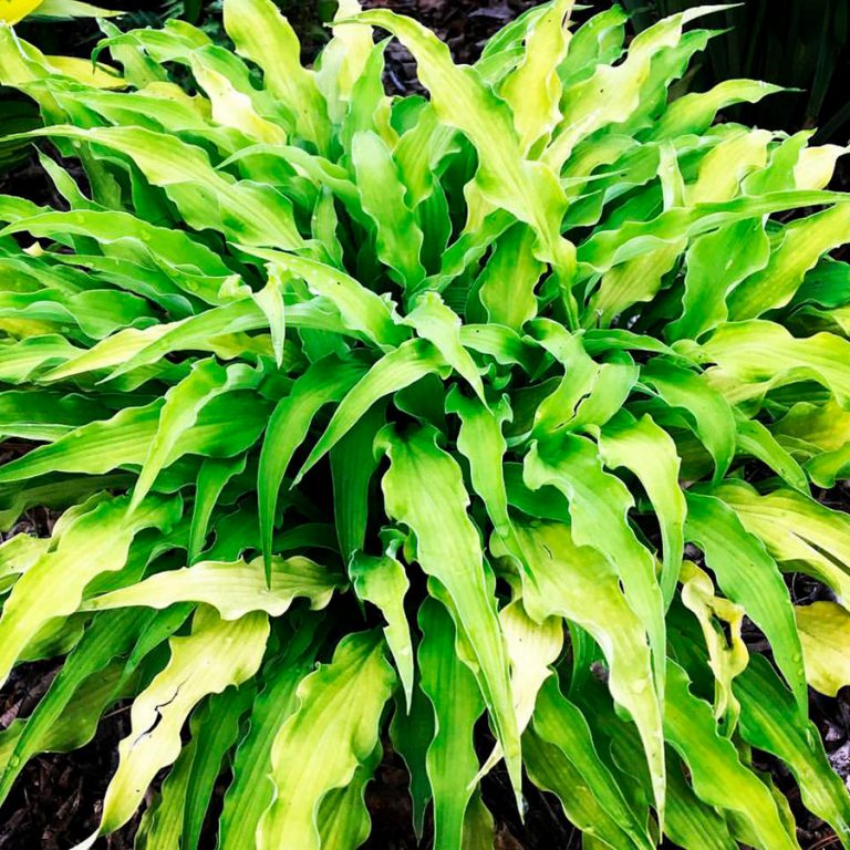 HOSTA "Curly Fries" - Hosta nain - Dwarf Plantain Lily - Jardins Michel ...