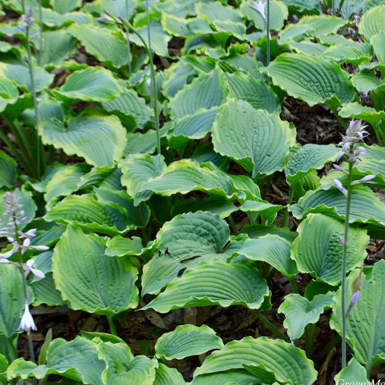 HOSTA "Spartacus" - Plantain Lily - Jardins Michel Corbeil