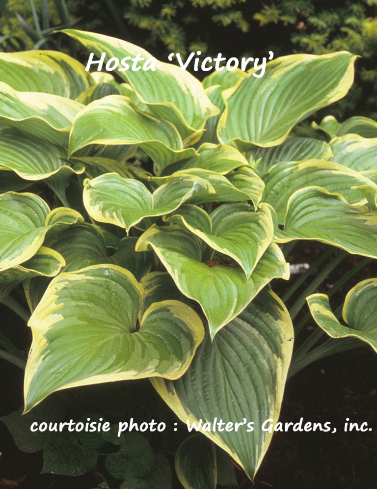 HOSTA; Victory - Jardins Michel Corbeil