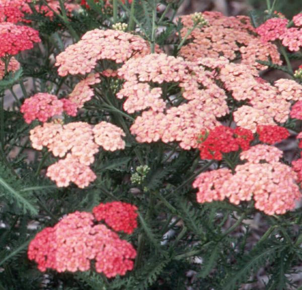 ACHILLEA ‘Apricot Delight’ (millefolium) – Achillée – Common Yarrow ...