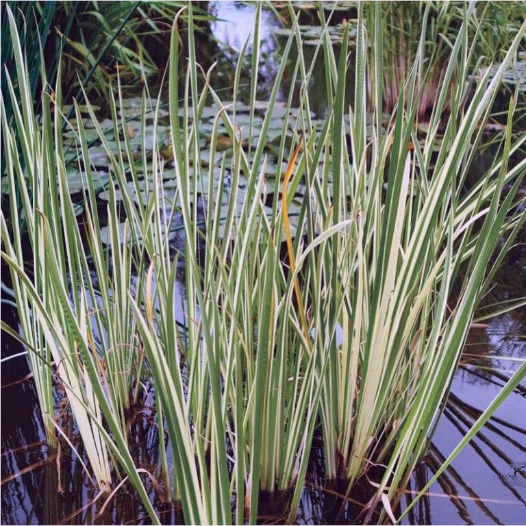 ACORUS calamus ‘Variegatus’ – Acore roseau – Variegated Sweet Flag ...