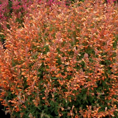 AGASTACHE rupestris ‘Apache Sunset’ - Jardins Michel Corbeil