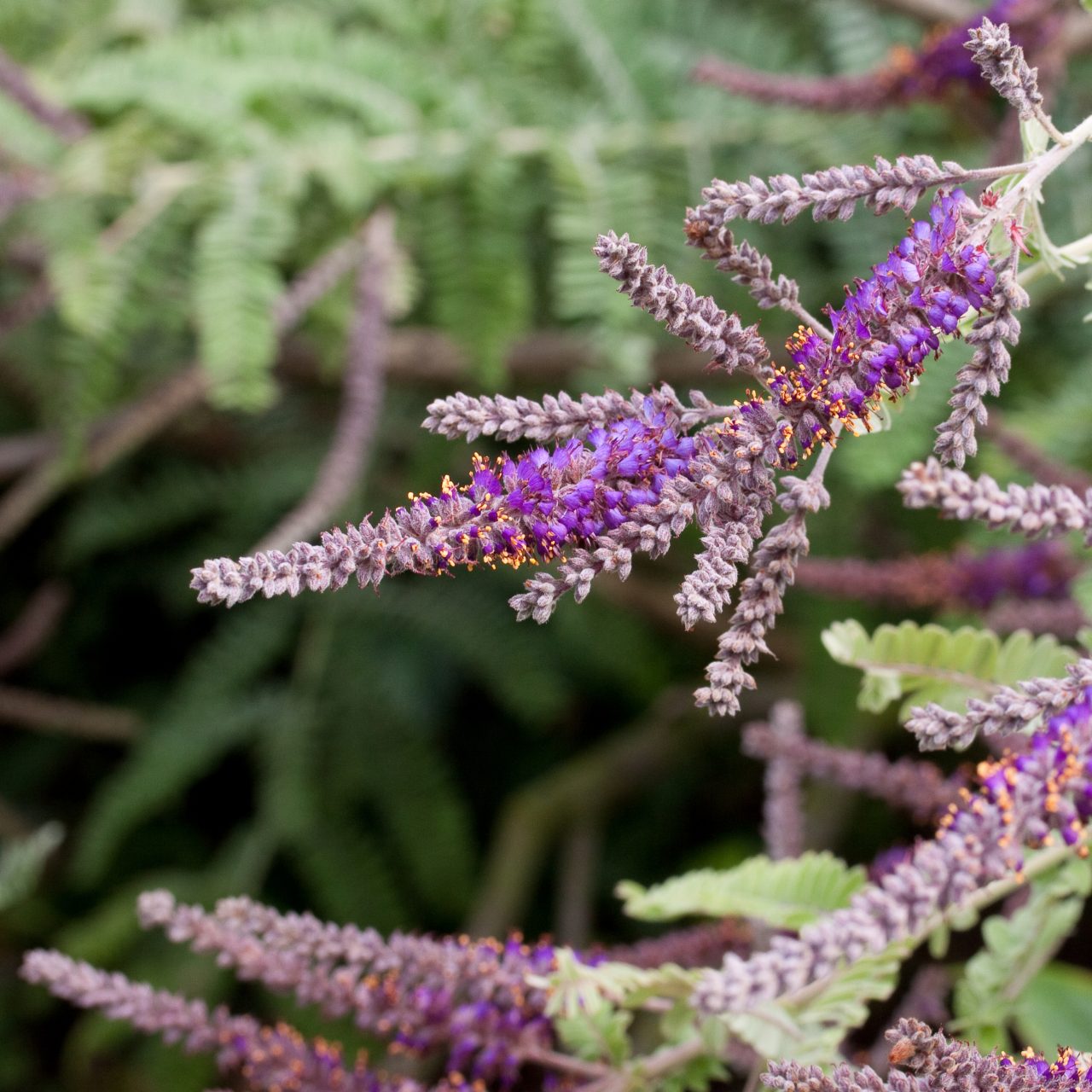 AMORPHA nana – - Fragrant False Indigo - Jardins Michel Corbeil