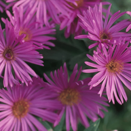 ASTER ‘Dream of Beauty’ (oblongifolius) – Aster – Aromatic Aster ...