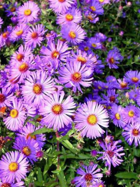 ASTER ‘October Skies’ (oblongifolius) – Aster – Aromatic Aster ...