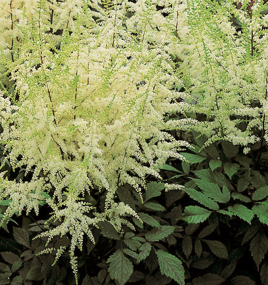 ASTILBE ‘Ellie’ (japonica) – Astilbe – False Spirea - Jardins Michel ...
