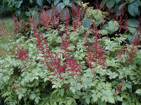 ASTILBE ‘Fire’ (arendsii) – Astilbe – False Spirea - Jardins Michel Corbeil