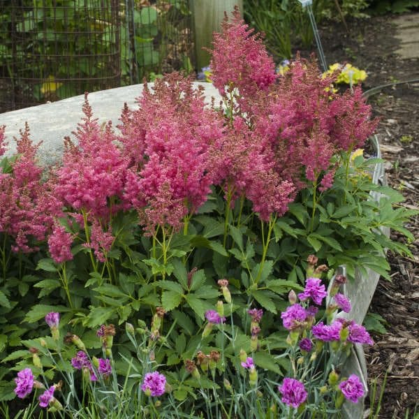 ASTILBE ‘Fireberry’ – Astilbe – False Spirea - Jardins Michel Corbeil