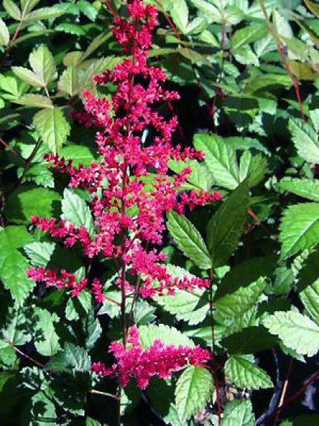 ASTILBE ‘Vesuvius’ (japonica) – Astilbe – False Spirea - Jardins Michel ...