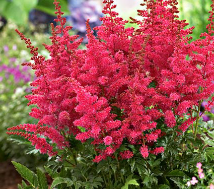 ASTILBE ‘Younique Ruby Red’ – Astilbe – False Spirea - Jardins Michel ...