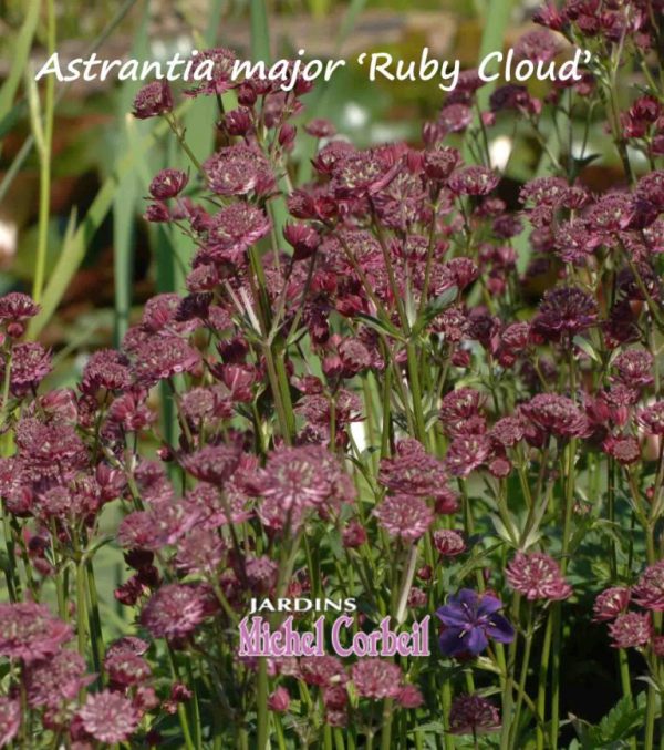 ASTRANTIA major ‘Ruby Cloud’ – Astrance – Radiaire – Masterwort ...