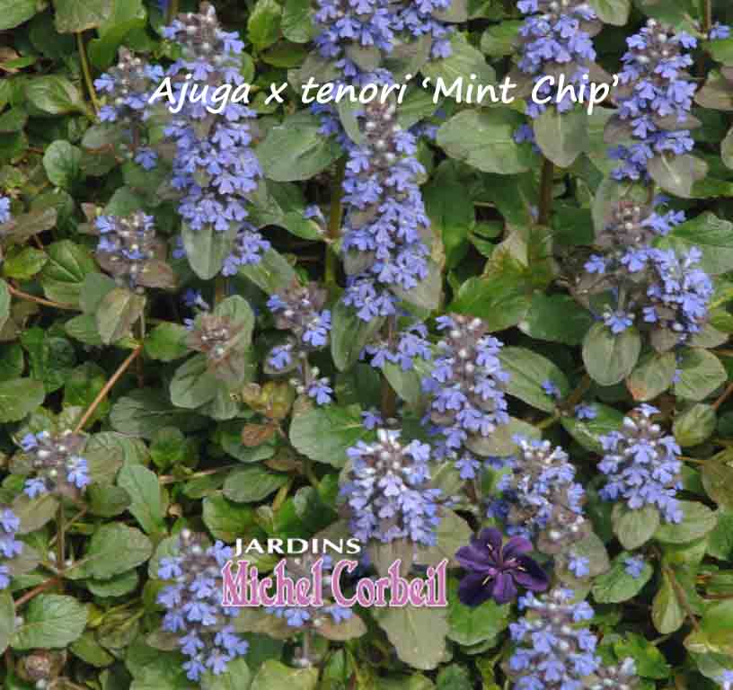 Ajuga ‘Mint Chip’ – Bugle rampante – Bugleweed - Jardins Michel Corbeil