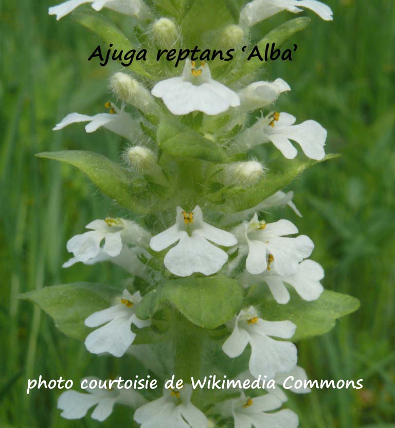 Ajuga reptans ‘Alba’ – Bugle rampante – Bugleweed - Jardins Michel Corbeil