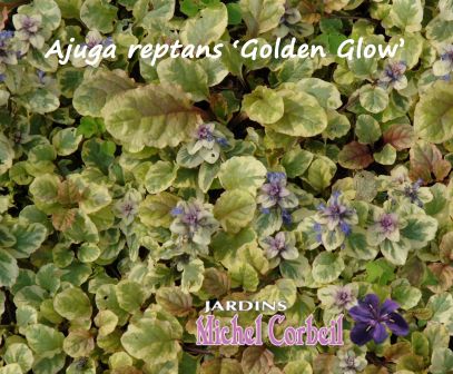 Ajuga reptans ‘Golden Glow – Bugle rampante – Bugle - Jardins Michel ...