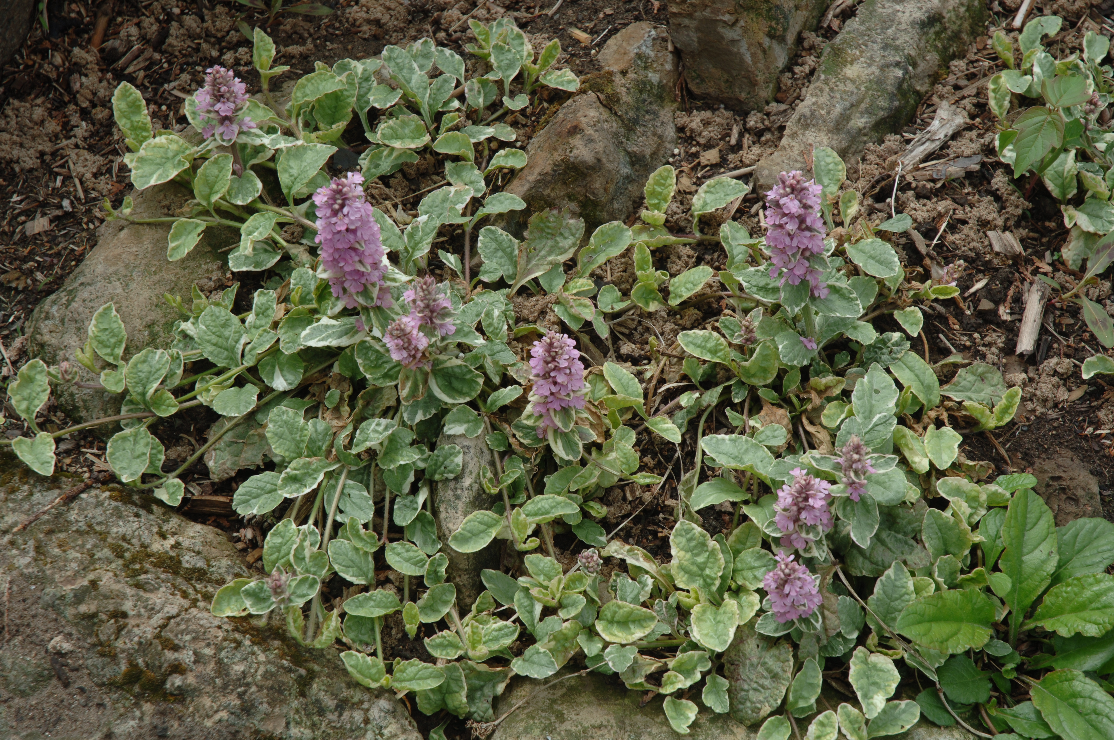 AJUGA ‘Pink Lightning’ (reptans) PPAF – Bugle rampant – Carpet ...