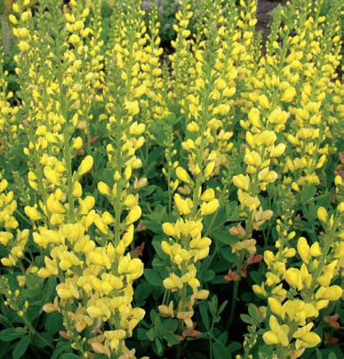 BAPTISIA ‘Solar Flare Prairieblues’™ (syn. B. ‘Solar Flare’) PP20408 ...