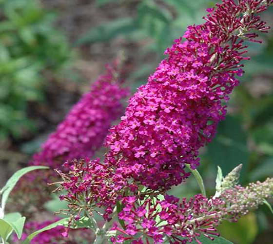 BUDDLEIA davidii ‘Attraction’ – Arbuste aux papillons – Butterfly Bush ...