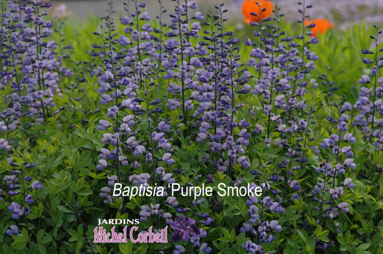 BAPTISIA x ‘Purple Smoke’ – Lupin indigo – False Indigo - Jardins ...