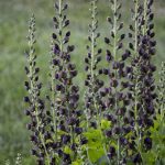 Baptisia ‘Dutch Chocolate’ série «Décadence» – Lupin Indigo – False ...