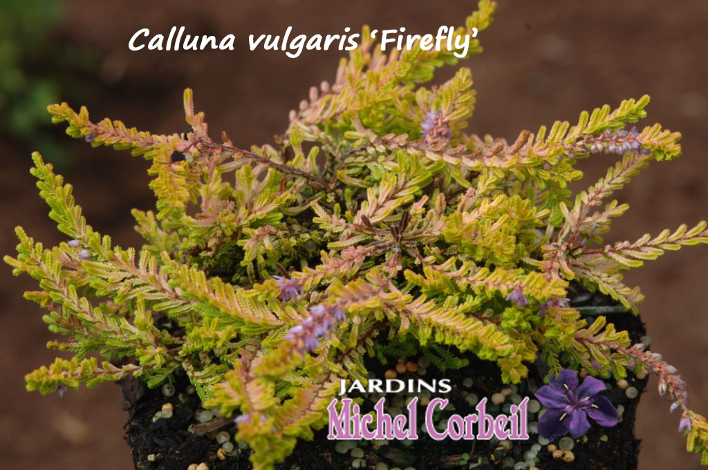 CALLUNA vulgaris 'Firefly' - Bruyère d'automne - Heather - Jardins ...