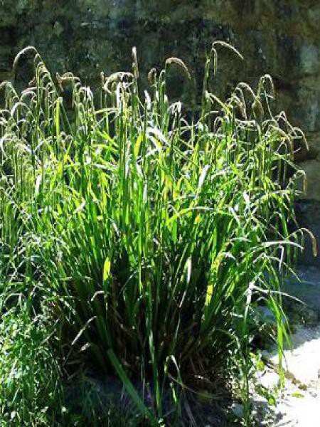 CAREX ‘Drooping Sedge’ (pendula) - Jardins Michel Corbeil