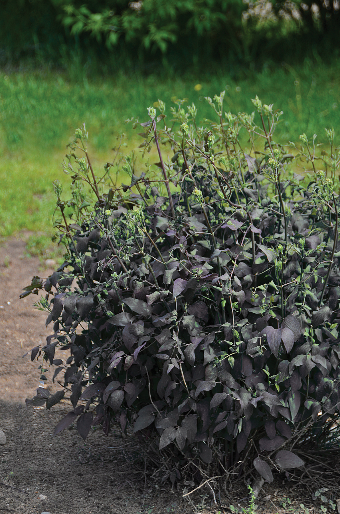 CLEMATIS recta 'Serious Black' (Ivore)– Clématites à grandes fleurs ...