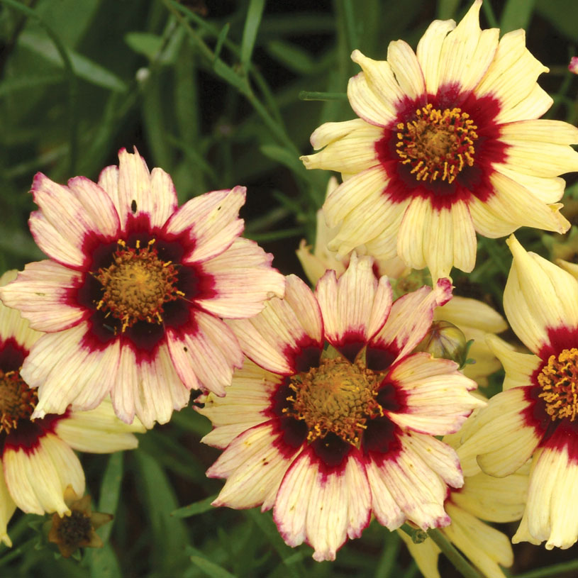 COREOPSIS ‘Autumn Blush’ (PPAF) – Coréopsis – Tickseed - Jardins Michel ...