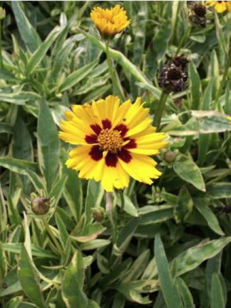 COREOPSIS ‘Calypso’ (grandiflora) – Coréopsis – Tickseed - Jardins ...