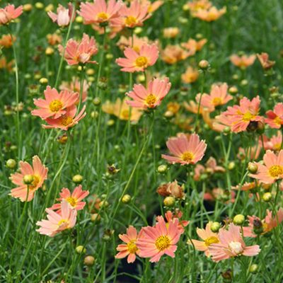 COREOPSIS ‘Crème Caramel’ – Coréopsis hybride – Tickseed - Jardins ...