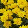 COREOPSIS ‘Presto’ (grandiflora) – Coréopsis – Tickseed - Jardins ...