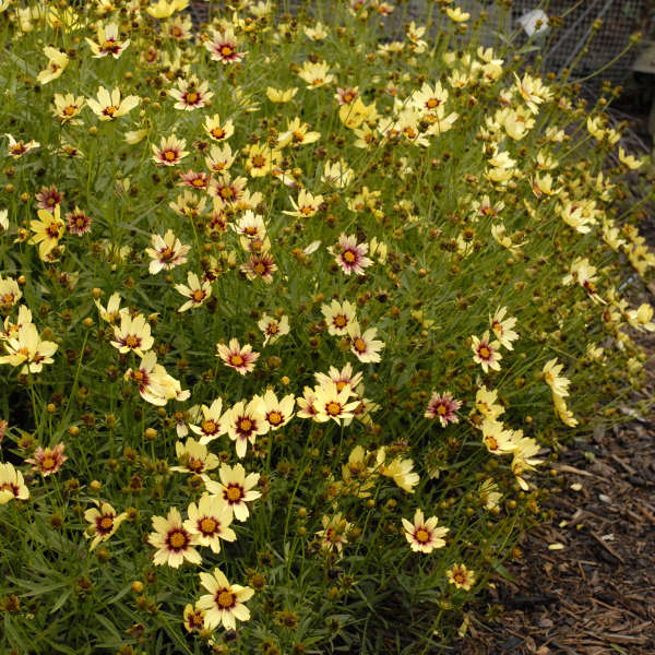 COREOPSIS ‘Red Shift’ PP20412 CPBRAF – Coréopsis – Tickseed - Jardins ...