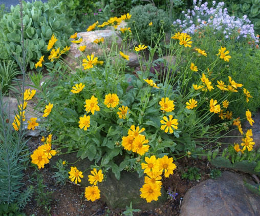 COREOPSIS ‘Zamphir’ (auriculata) – Coreopsis – Tickseed - Jardins ...