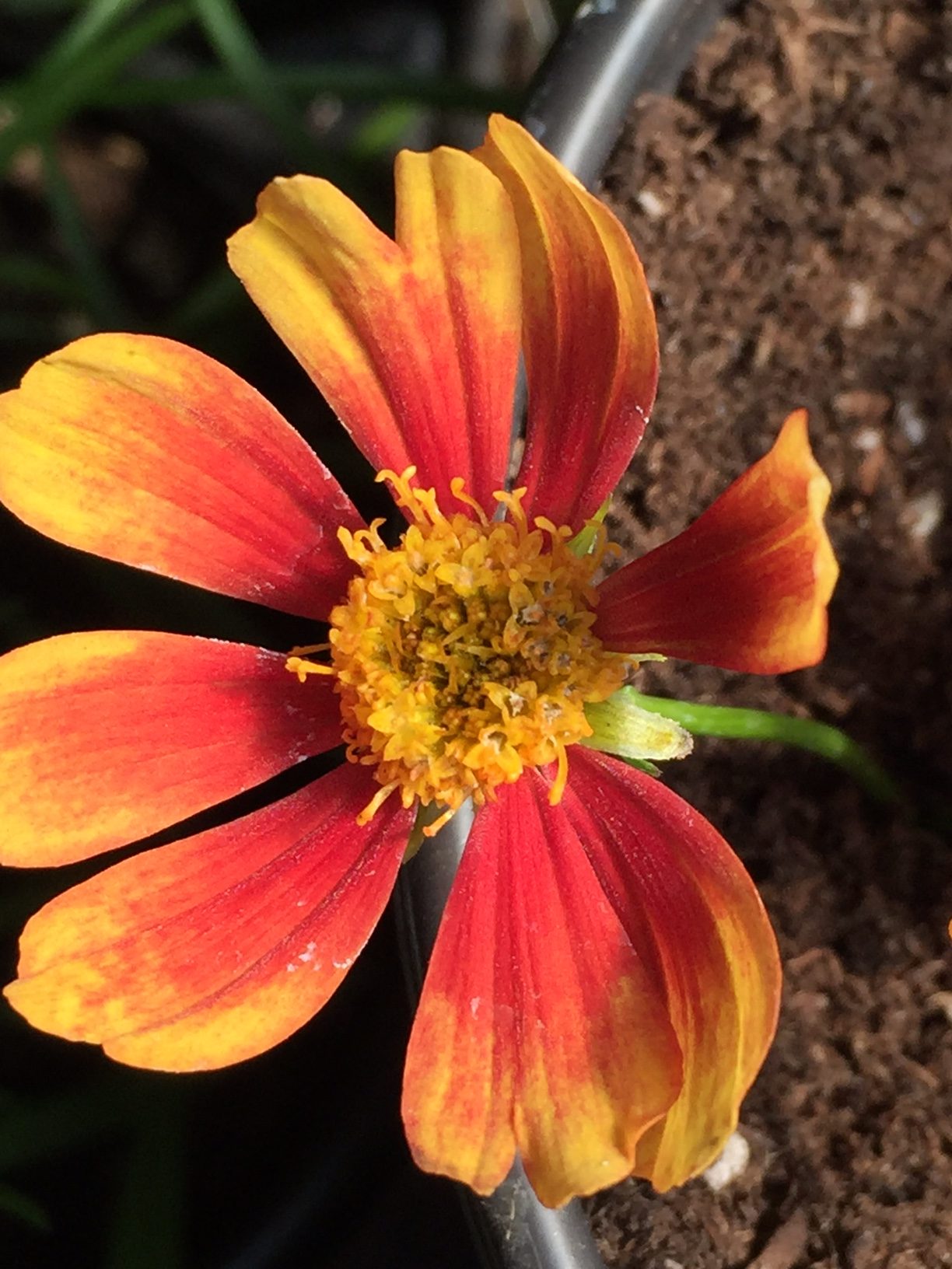 COREOPSIS Cruizin 'Broad Street' Cruizin – Coréopsis verticillé ...